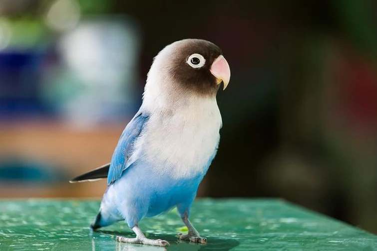 Meet the lovebirb Kaluaka :D | Fandom