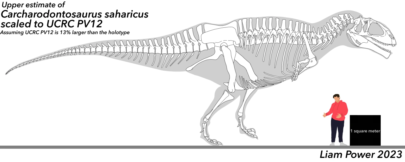 New Carcharodontosaurus reconstruction | Fandom