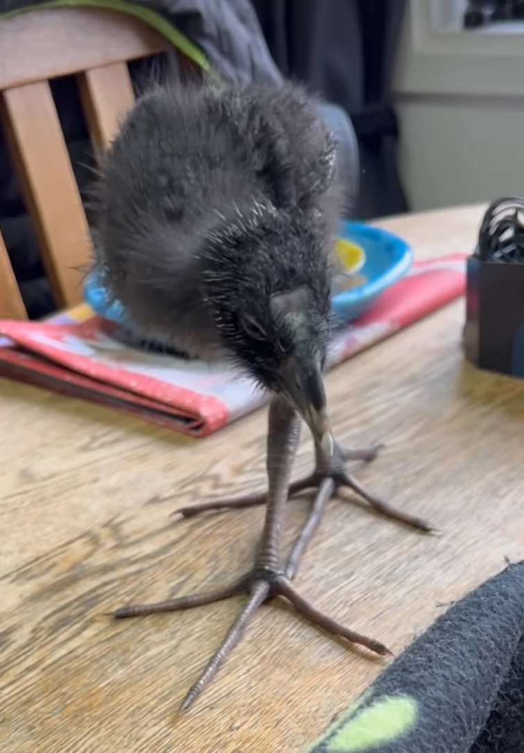 Bird | Fandom
