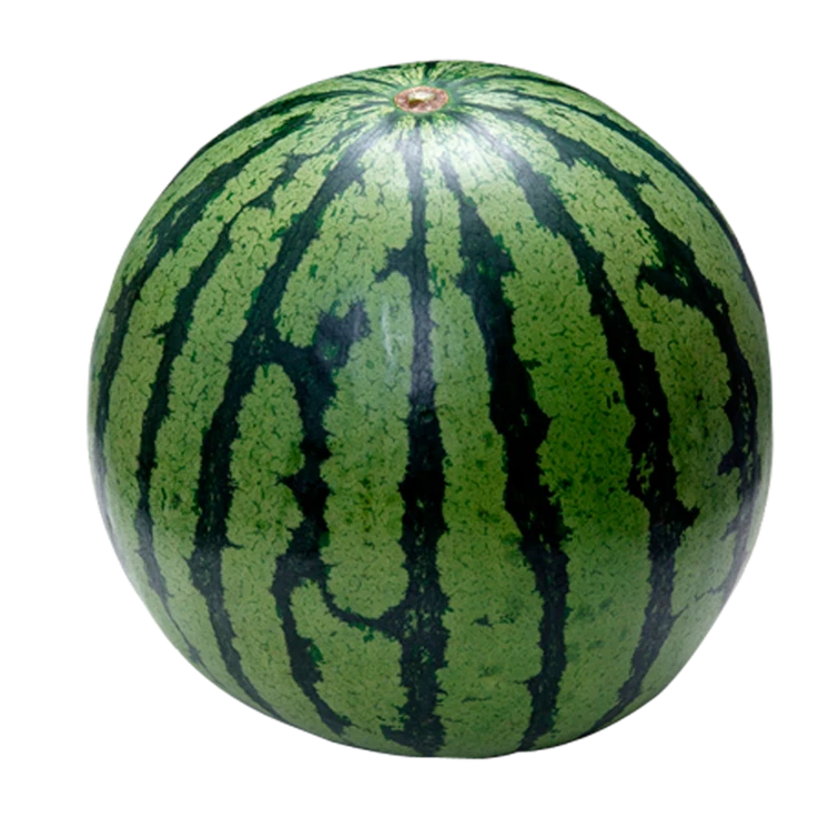 The Watermelon. | Fandom