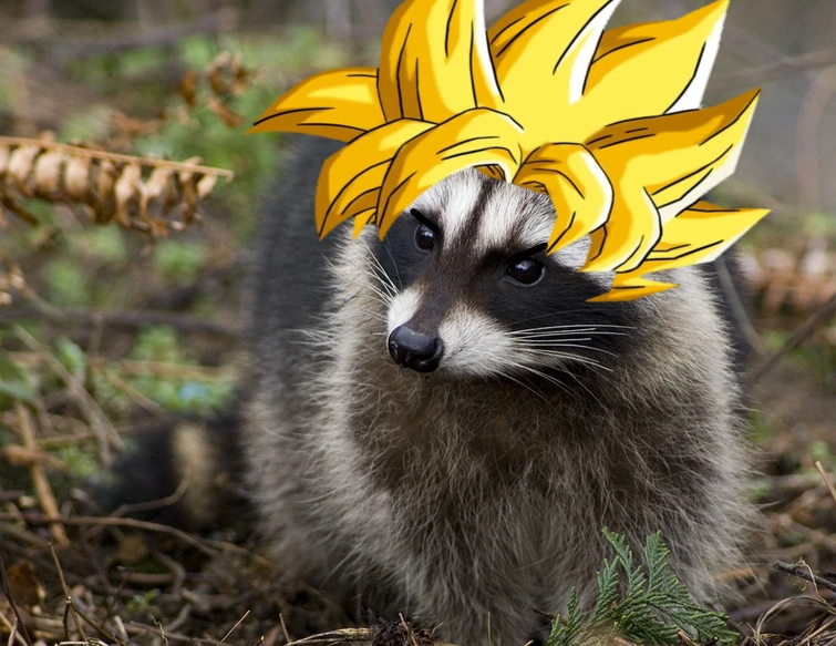 If you see a raccoon with Super Saiyan hair, Kakarot, then don't take ...
