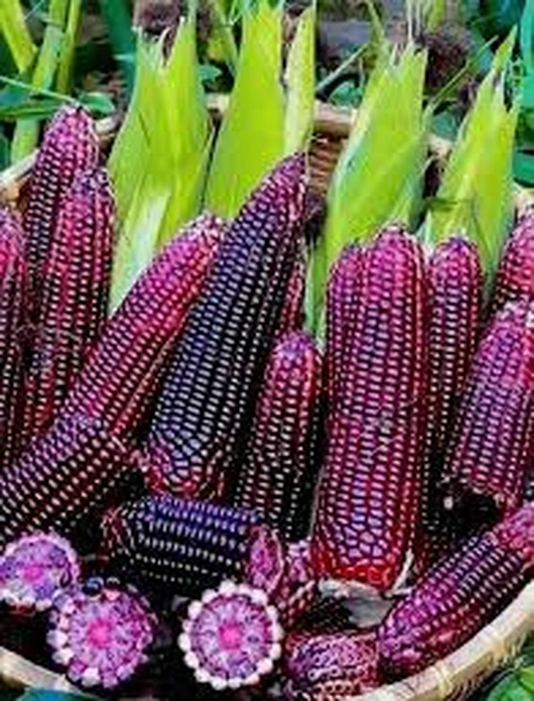 Discuss Everything About Grow a Garden Wiki | Fandom