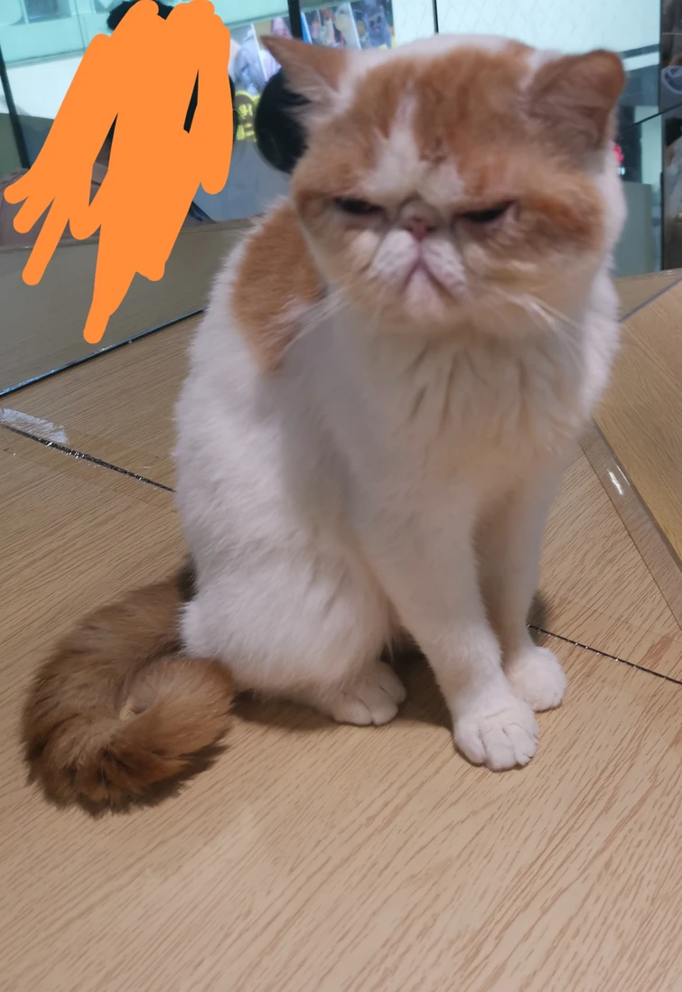 Angry cat Jumpscare >:3 | Fandom