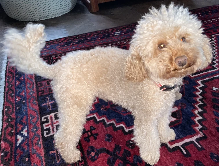 Another doggo moment | Fandom