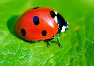 Good night homies and homos | Fandom