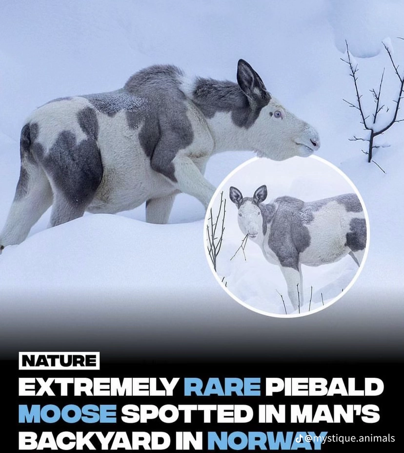 Creatures of sonaria reference irl | Fandom