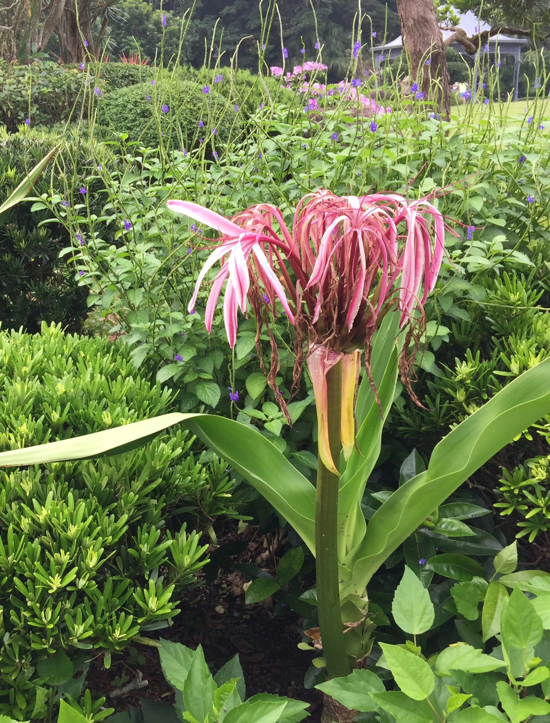 day 55 of flower | Fandom