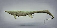 Acrys quest to spread ichthyosaur love: Cymbospondylus | Fandom