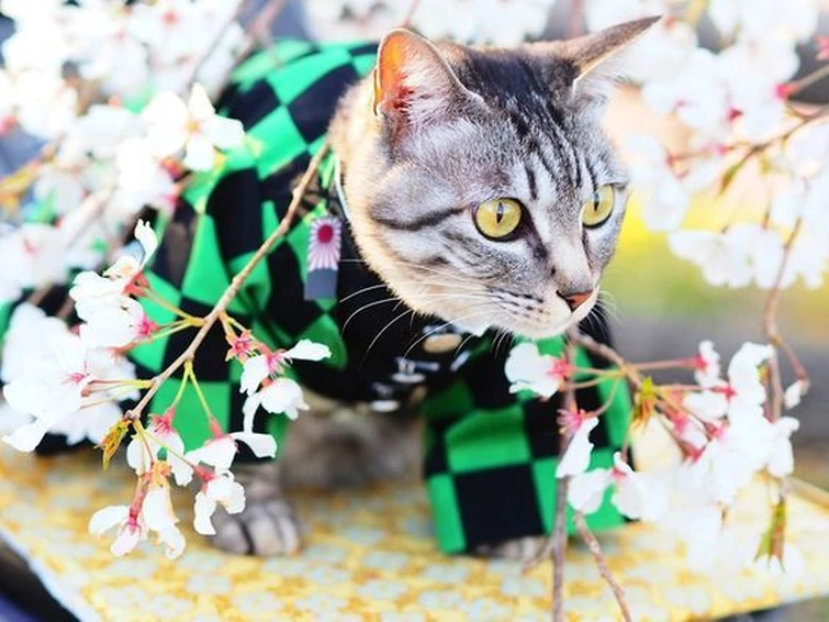 Kimetsu No Yaiba characters as cats | Fandom