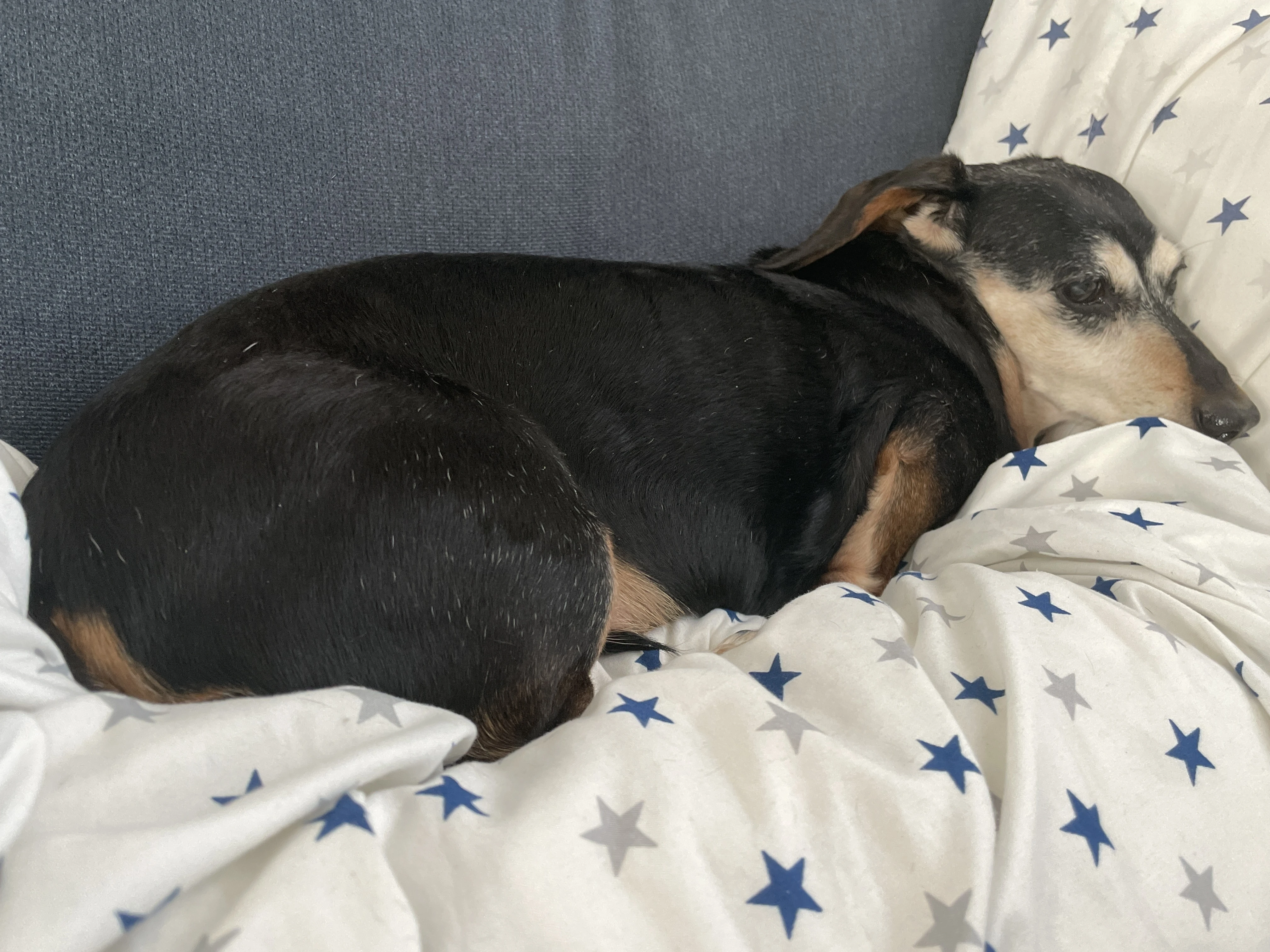 dog part 3 | Fandom