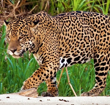 Discuss Everything About Animals Wiki | Fandom