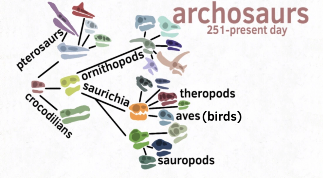 archosaur evolution tree art cuz why not | Fandom
