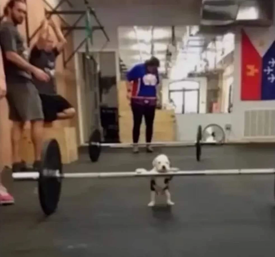 (Preview for the Goob thing) | Fandom