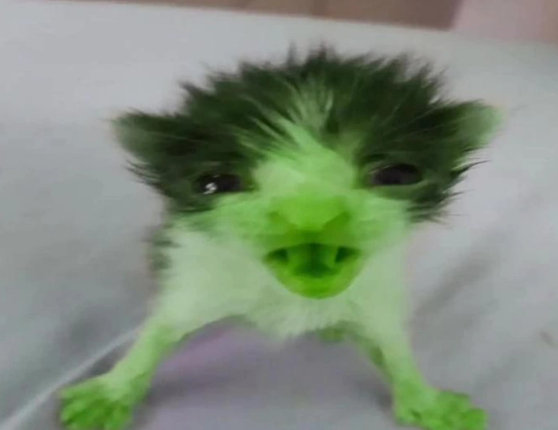 Zeeble zorp | Fandom