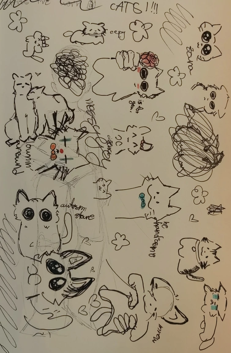 silly little cats | Fandom