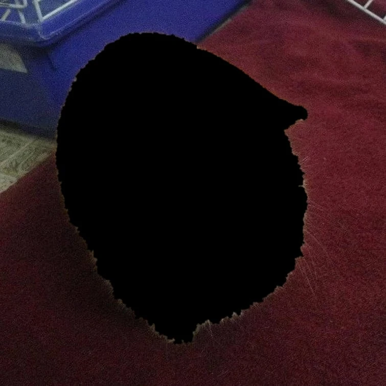where is bunny | Fandom