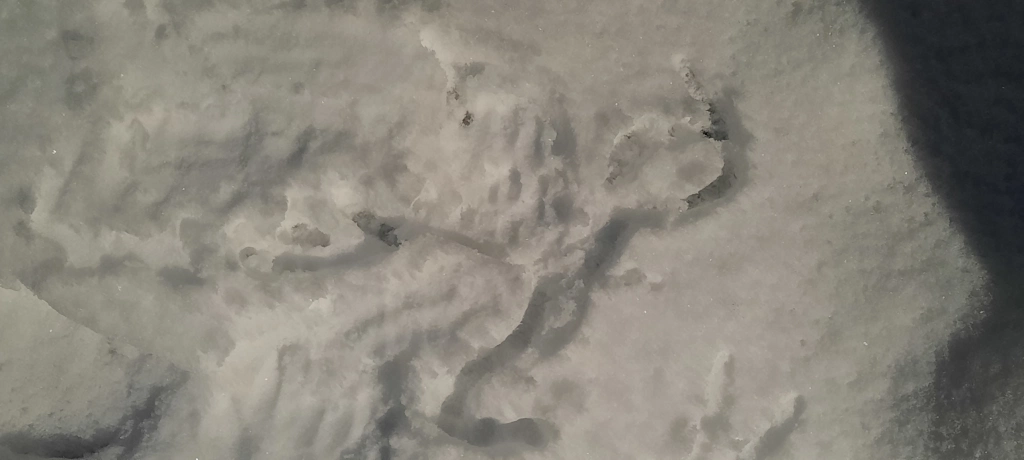 Deadly Cool Nadder | Fandom