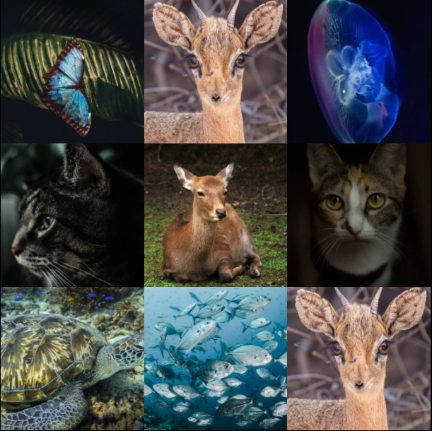 Well I made a moodboard completely out of animals | Fandom