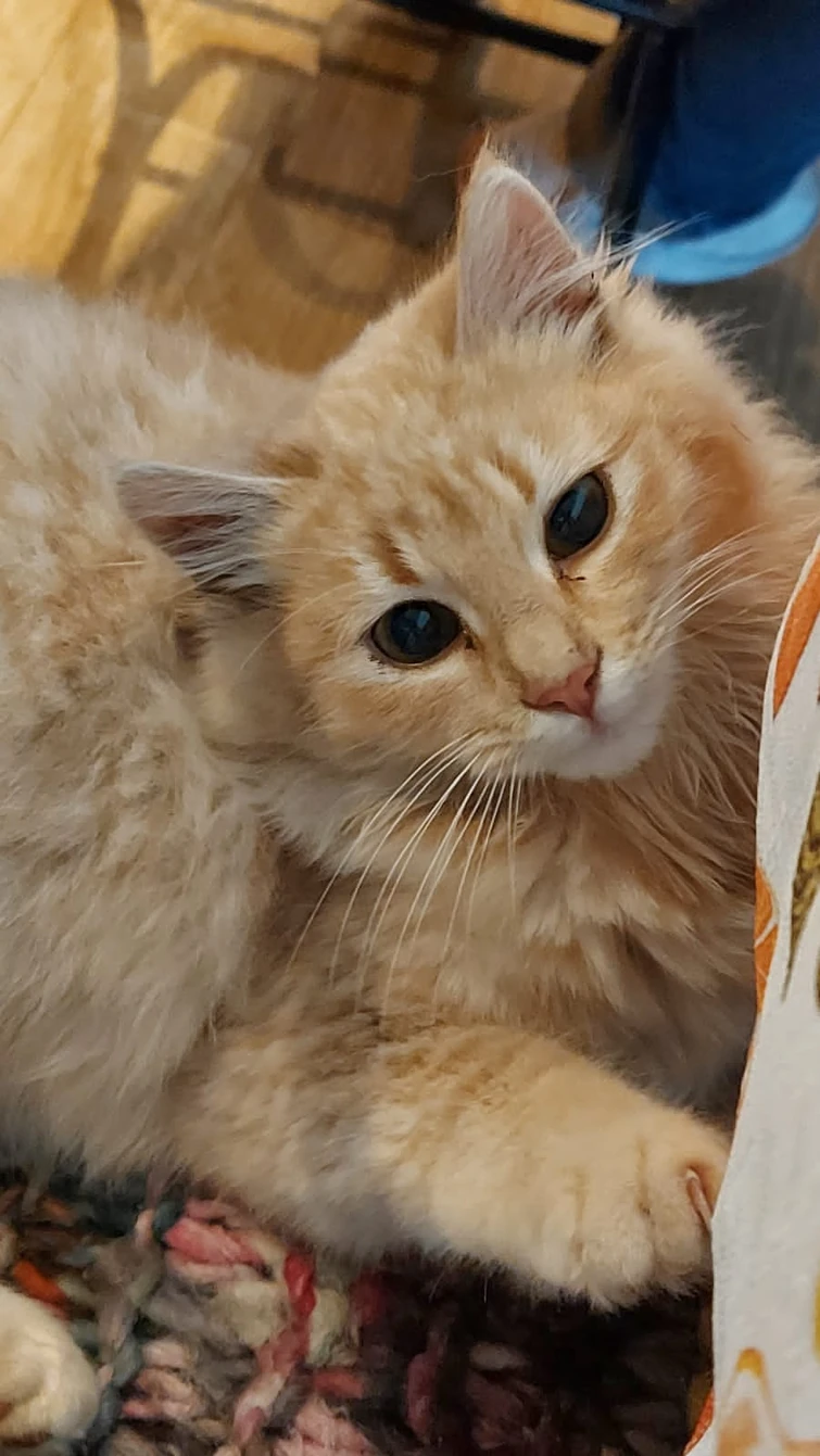 The Krusty Kat | Fandom