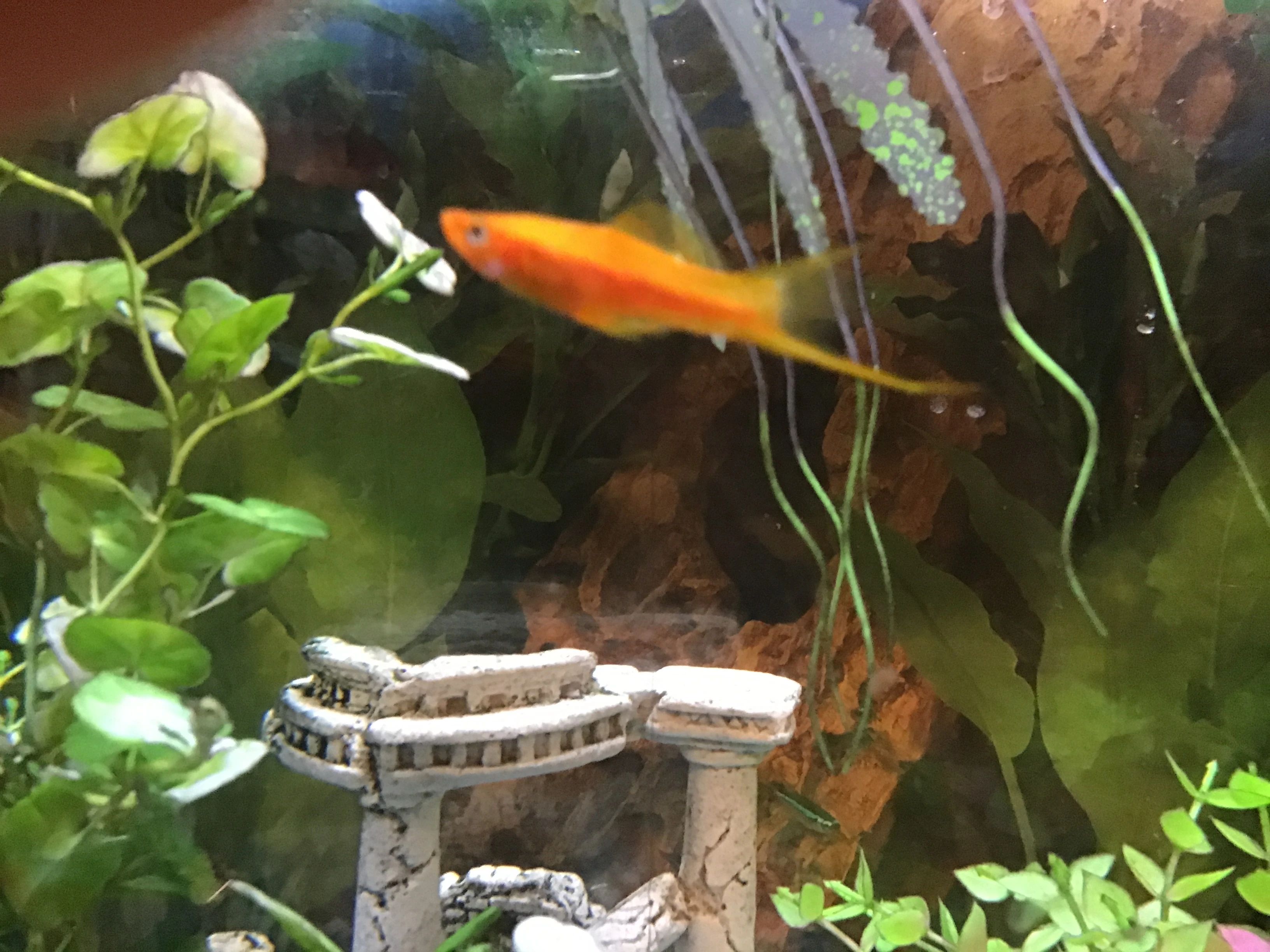 Does this look like Darwin? (This is my fish and yes his name is Darwin ...