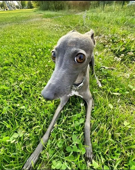 Dog dump of the day #1 | Fandom