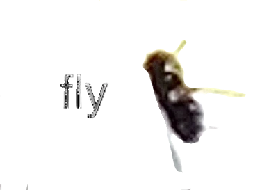 fly transparent | Fandom