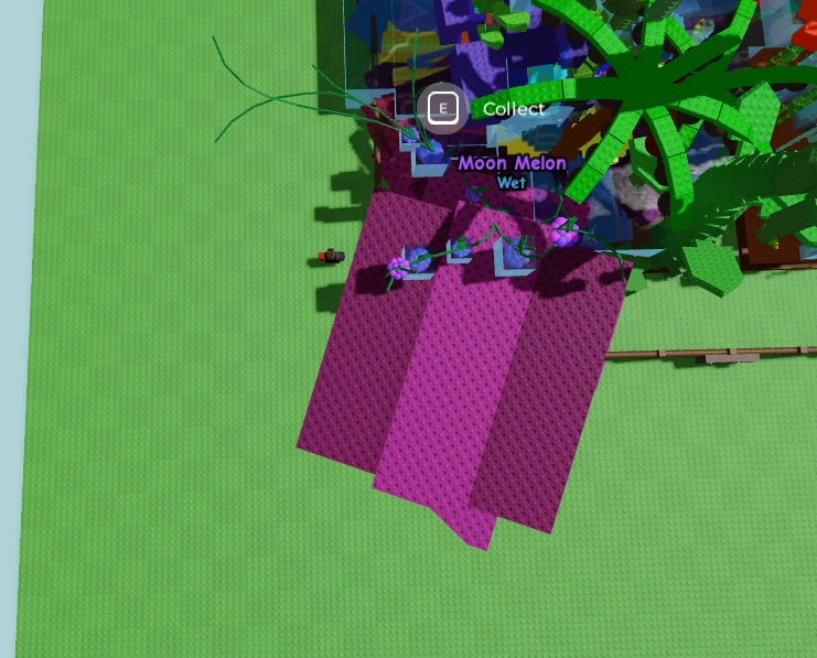 Big moon melon | Fandom