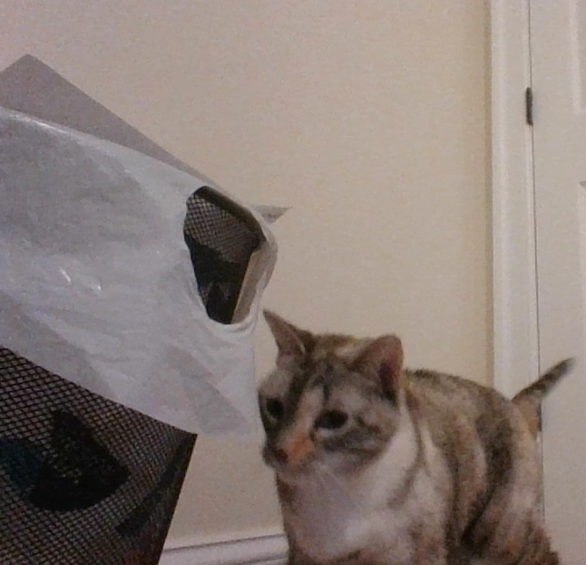 does anyone know what breed my cat is | Fandom