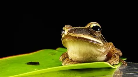 Daily Frog And Chat #110 | Fandom