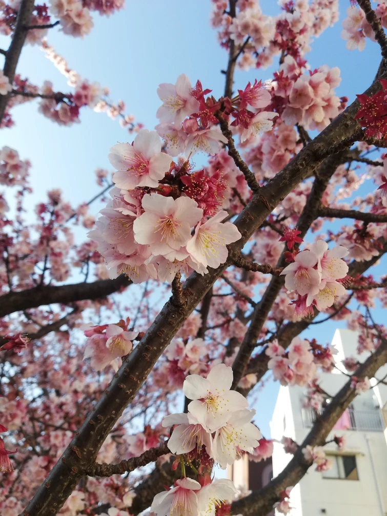 Do you know that Sukoyaka City (Healin'Good Precure 2020) has a model ...