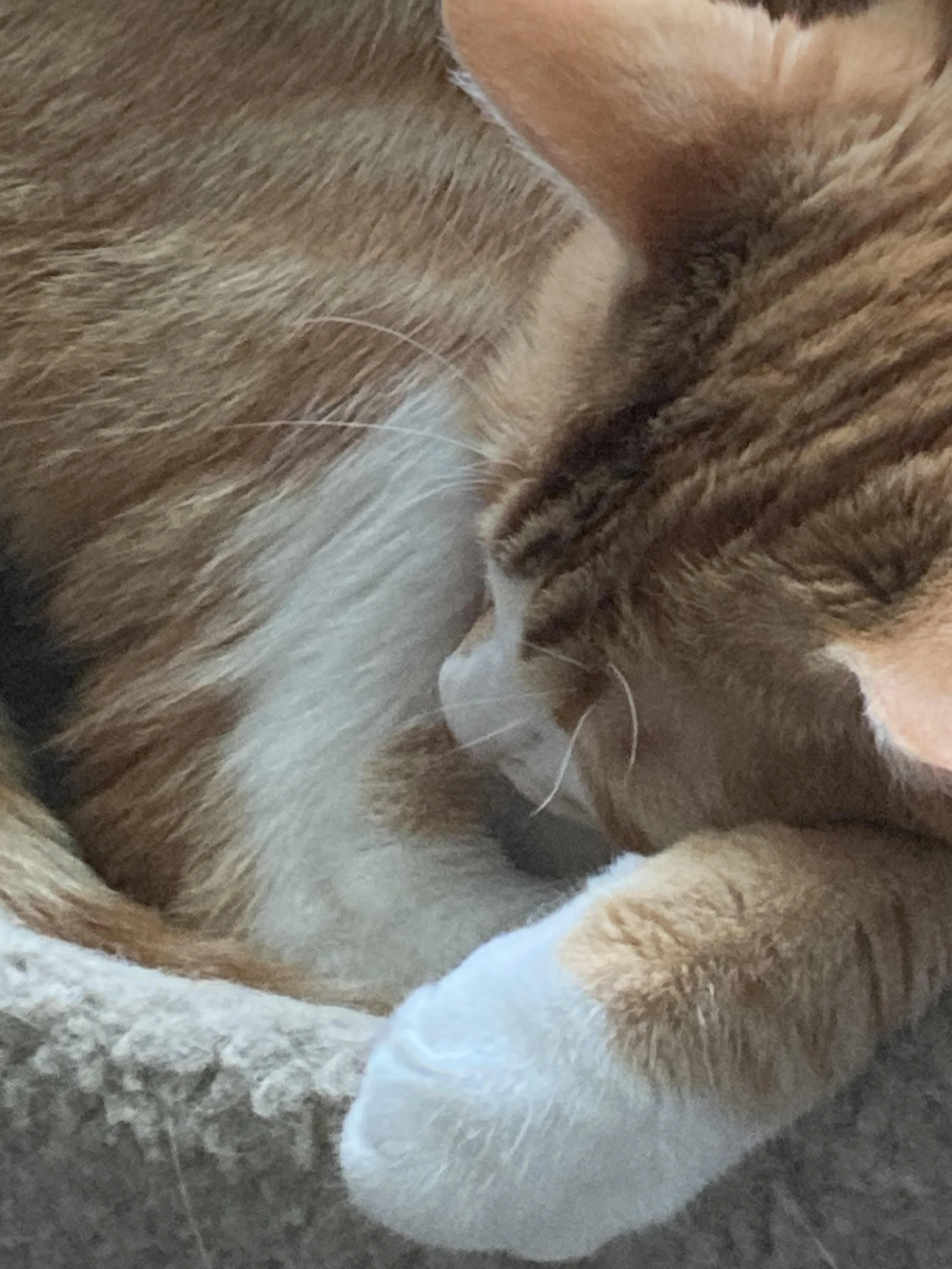 LOOKIE!!!!! | Fandom