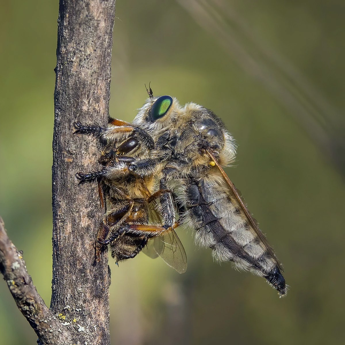 Meet the Robber Fly | Fandom