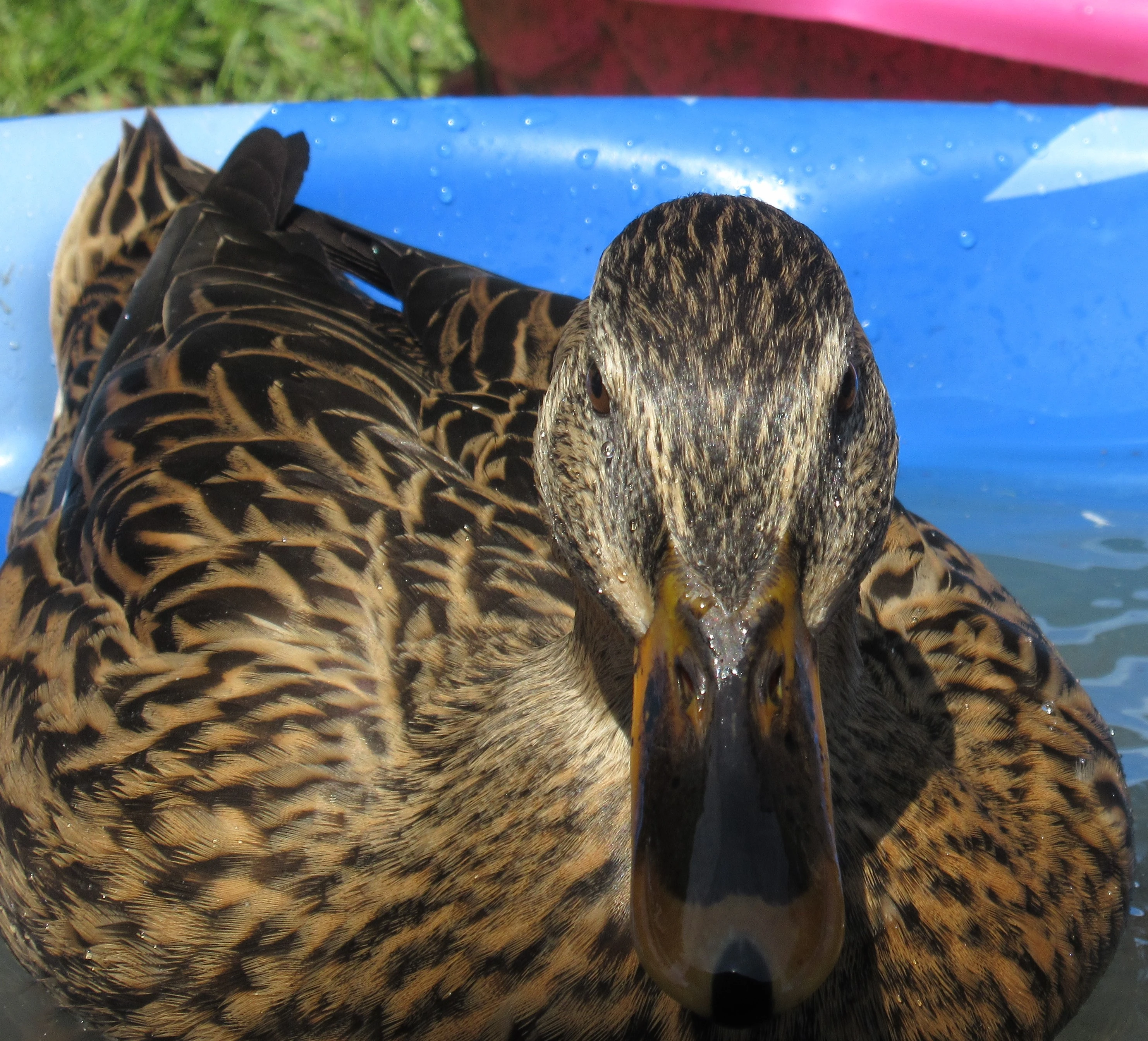 My ducks are Marinette and Kagami | Fandom