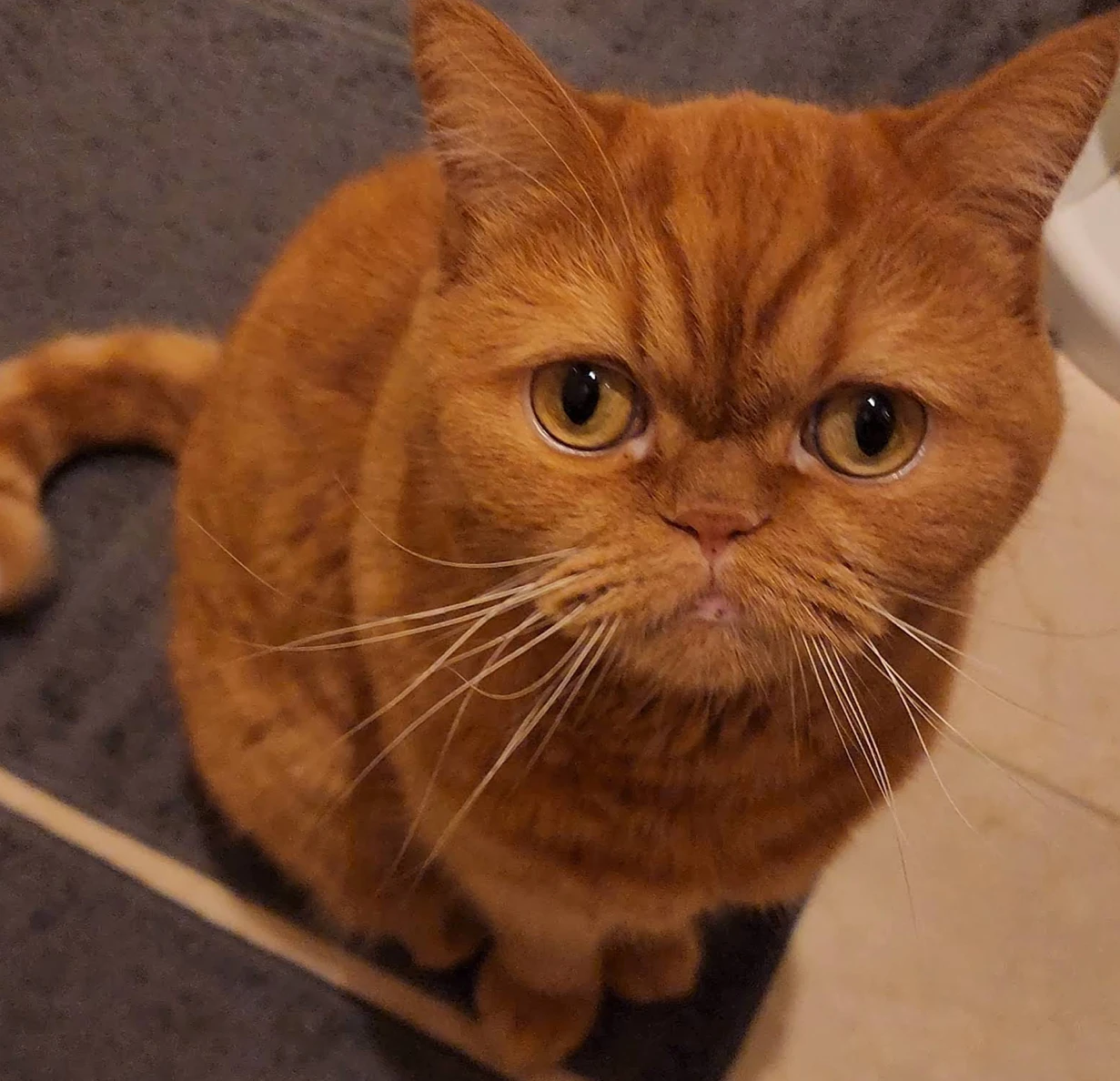 momo birthday today | Fandom