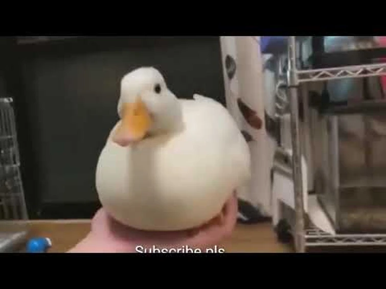 Would you choose be like | Fandom