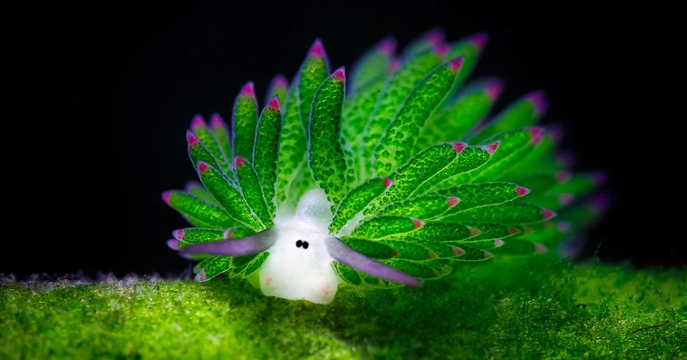 is photovore actually a real diet? | Fandom
