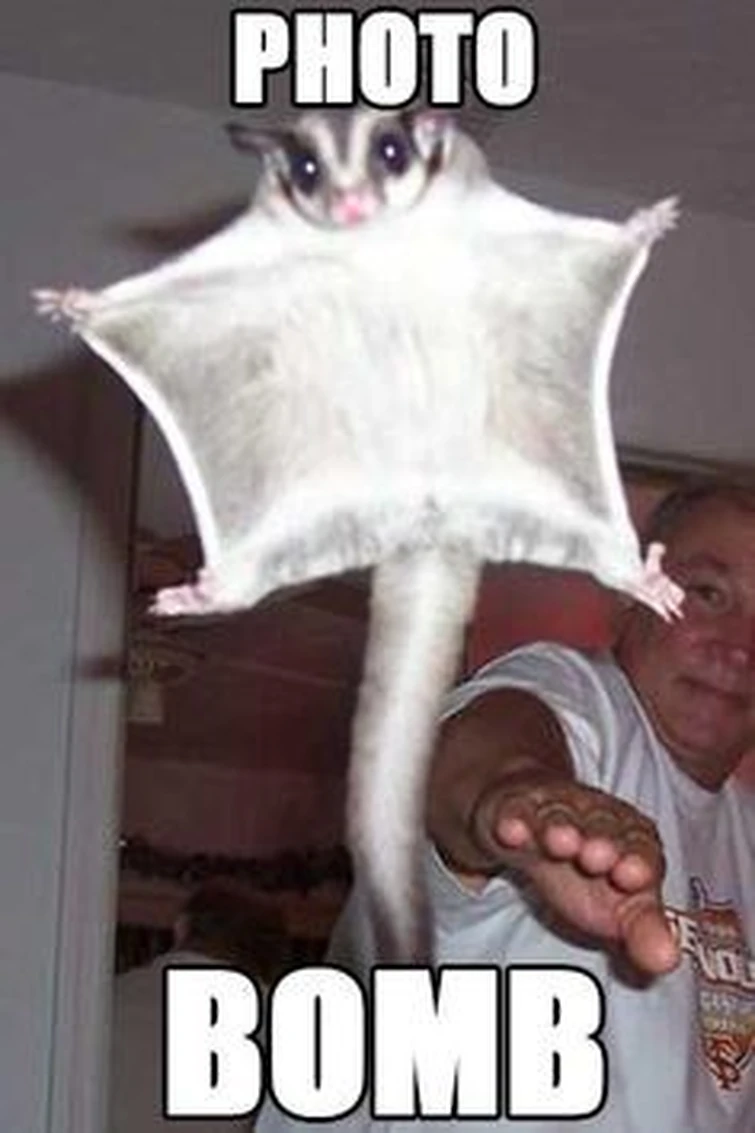i love sugar gliders | Fandom