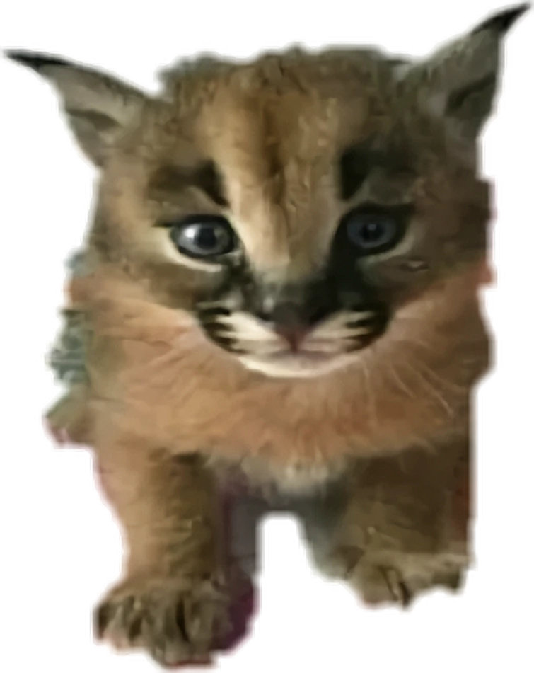 Baby floppas tho- | Fandom