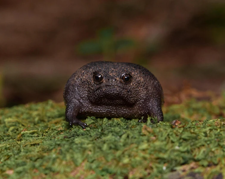 RAIN FROGS | Fandom