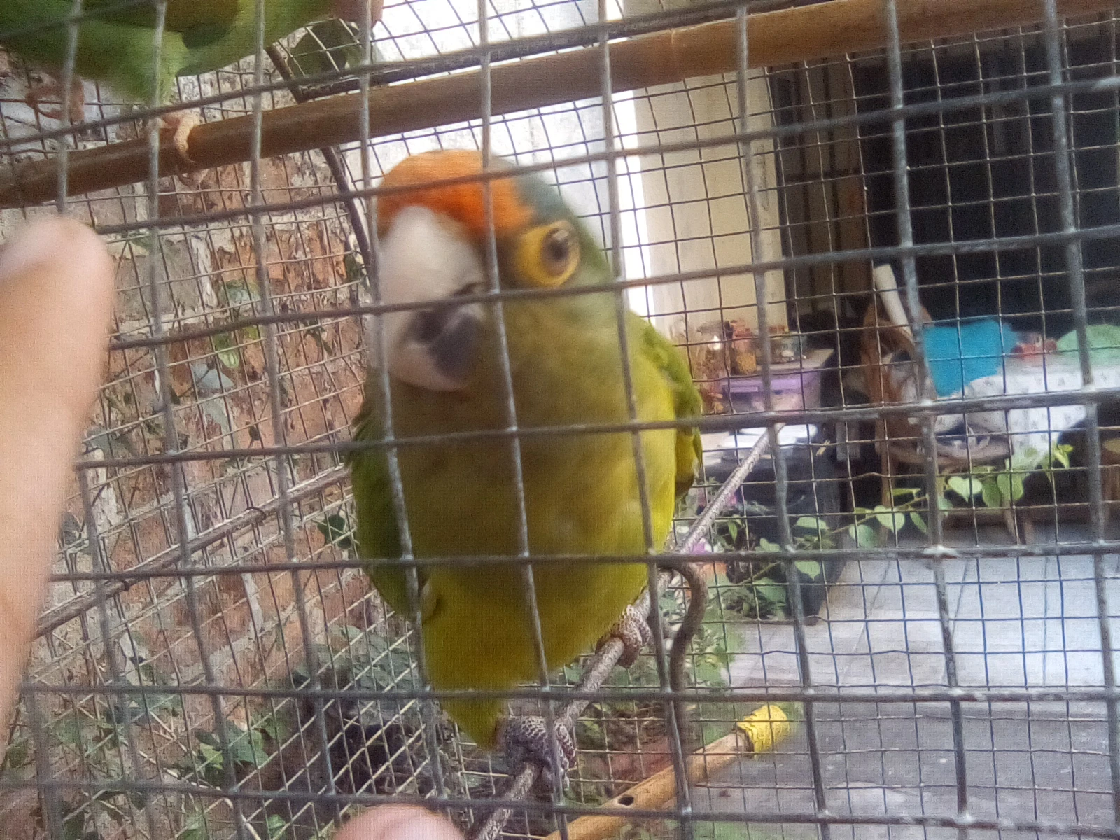 Parrots pt2 | Fandom