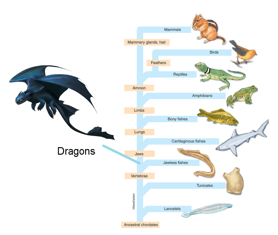 Dragon Classification Project- Part 1 | Fandom