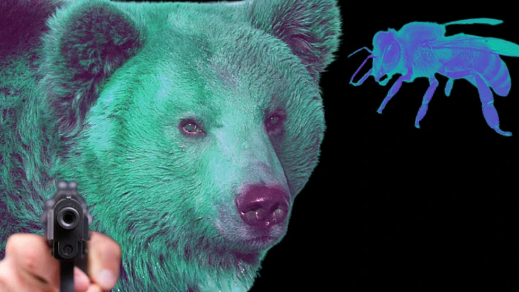 All bears explained by images | Fandom