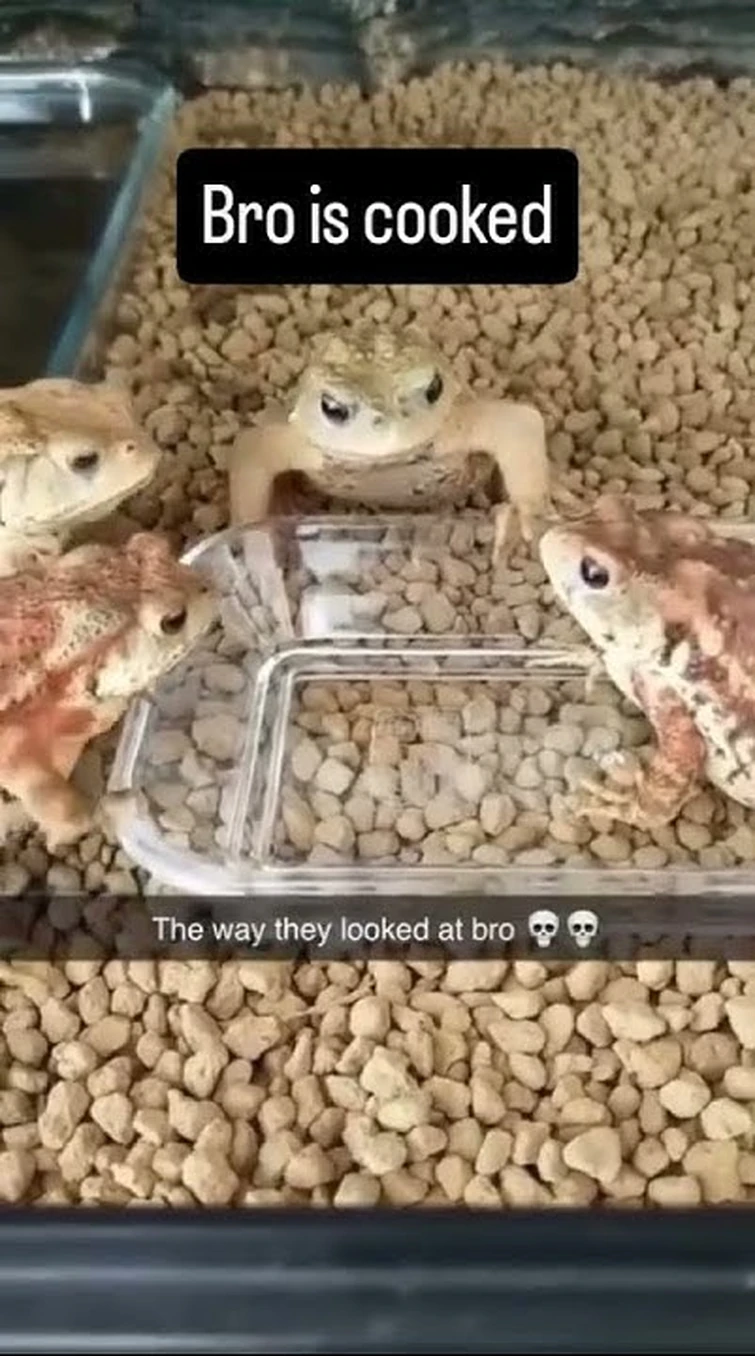 Bro's cooked | Fandom