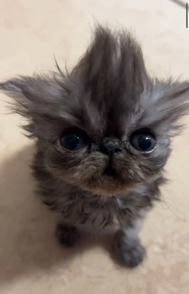 Genya in another universe (he goes by gwennya) | Fandom