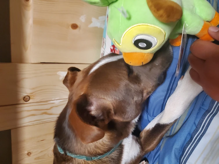 Bowser (my dog) checking out Rodrick (grookey) | Fandom