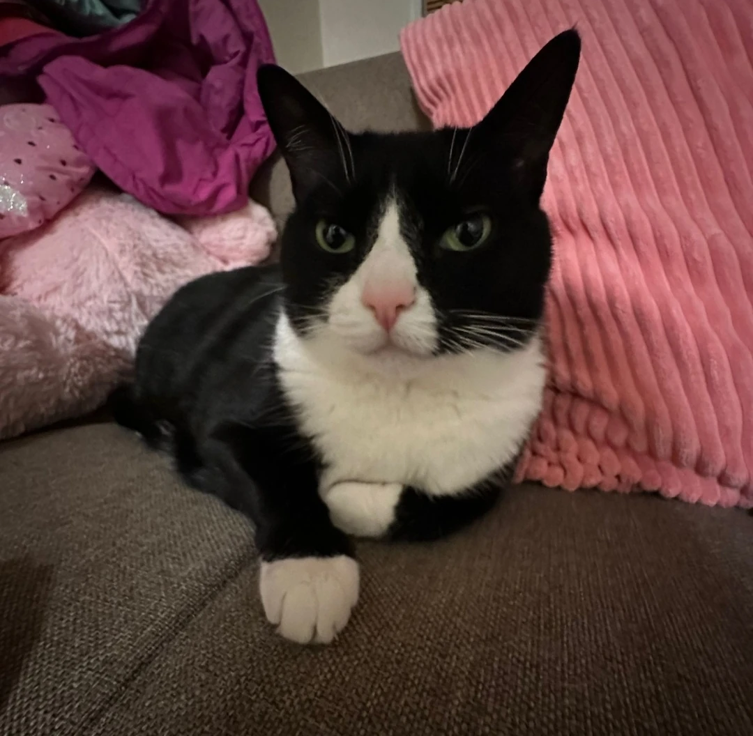 MY CAT BACK | Fandom