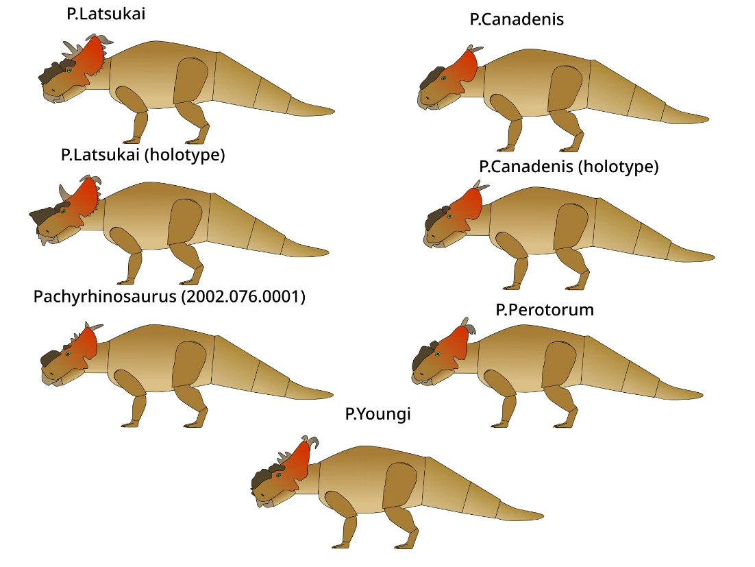 every species of Pachyrhinosaurus because I was bored lmao | Fandom