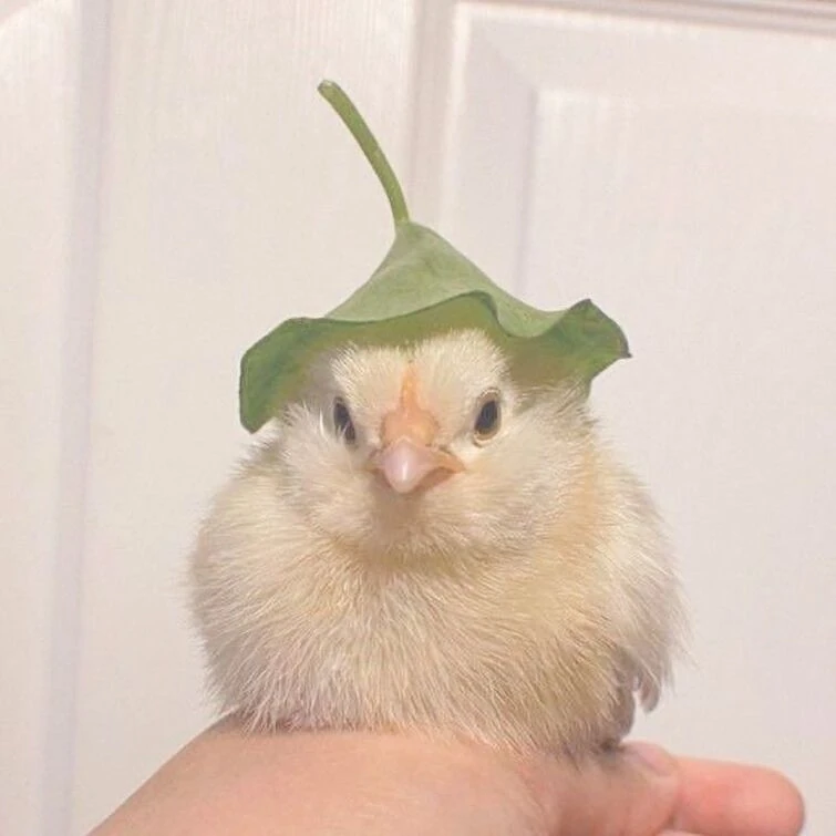 What is my most iconic pfp | Fandom