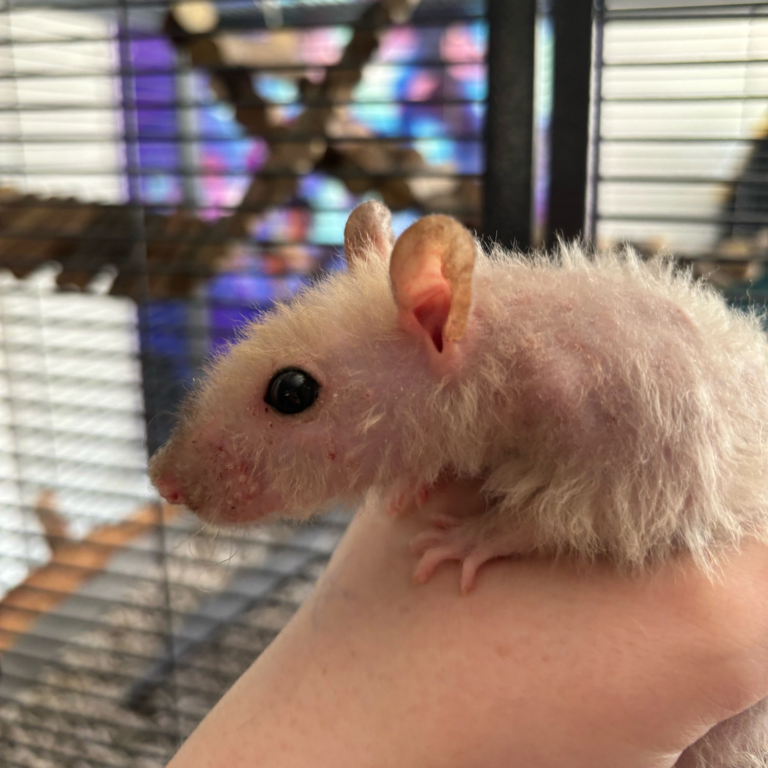 say hello to the babi | Fandom