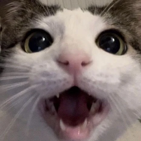 Being my friend on discord is cool because cat images "randomly" appear ...